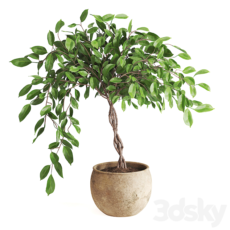 Realistic Ficus Benjamina 3D Model for Designers – Art Azi Designs